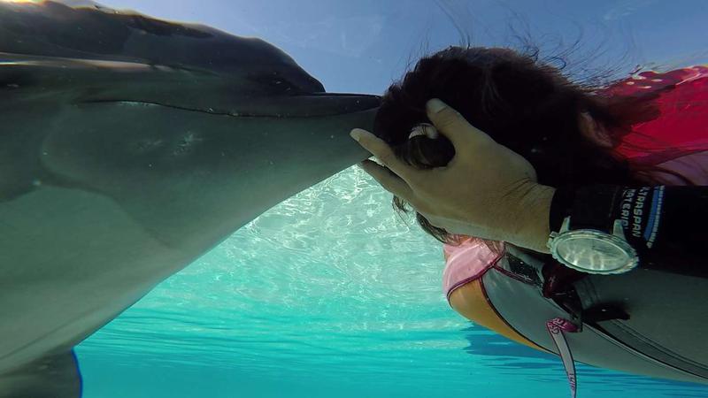 Dolphin Therapy Land | Dolphin Therapy Photos and Videos